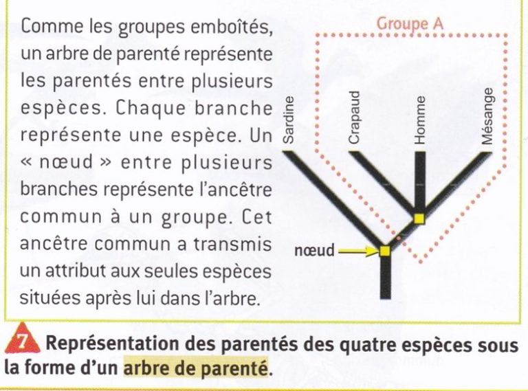 SVT-3eme-Chap 2 : L’évolution des espèces au cours du temps - Science & Foi