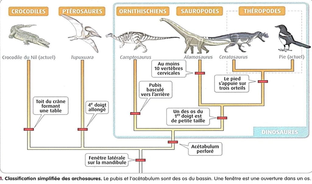 Svt 3eme Chap 2 Lévolution Des Espèces Au Cours Du Temps Science Et Foi